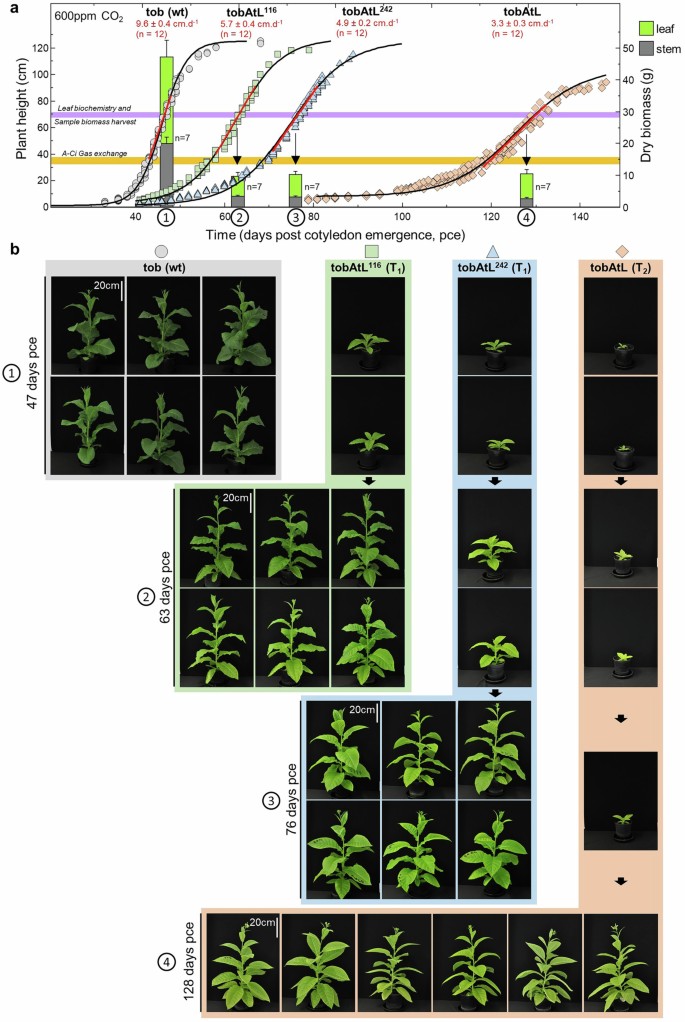 Laboratory evolution of Rubisco solubility and catalytic switches to ...