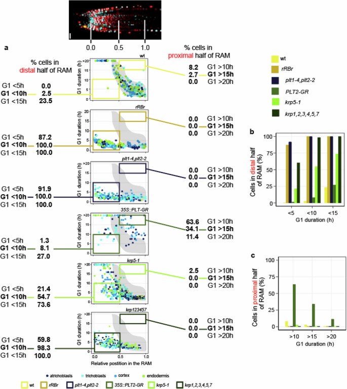 Stem cell regulators drive a G1 duration gradient during plant root ...