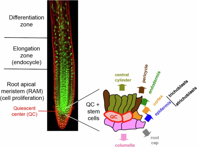 Stem cell regulators drive a G1 duration gradient during plant root ...