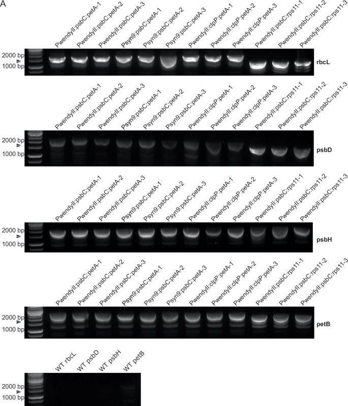 A modular high-throughput approach for advancing synthetic biology in ...