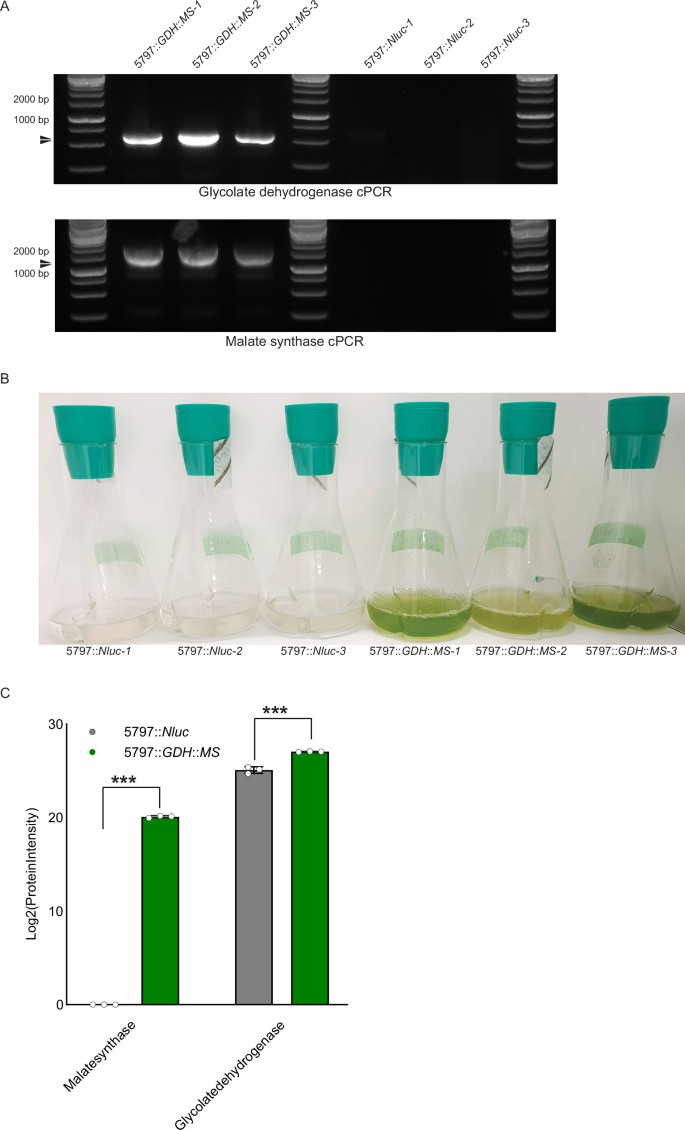 A modular high-throughput approach for advancing synthetic biology in ...