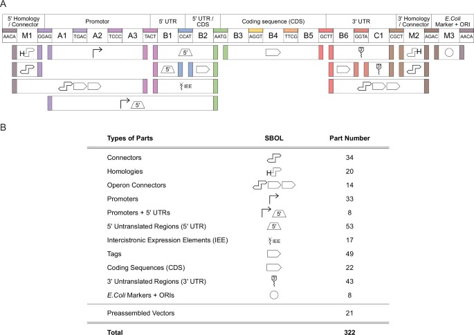 A modular high-throughput approach for advancing synthetic biology in ...