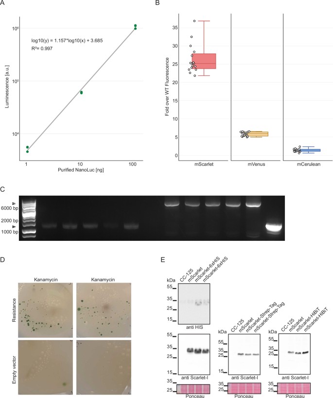 A modular high-throughput approach for advancing synthetic biology in ...