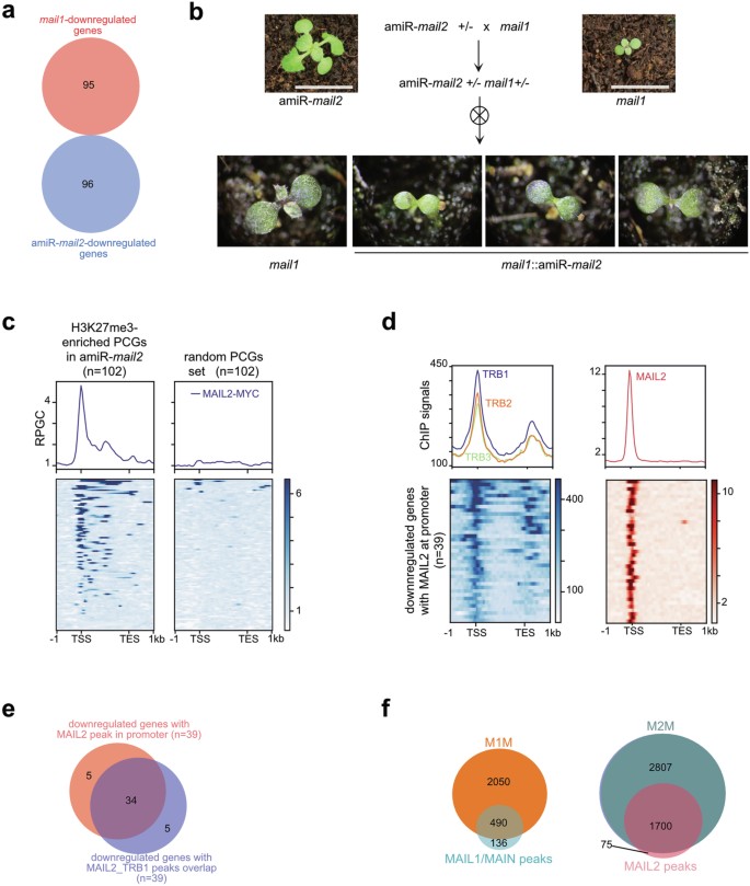 Plant mobile domain protein–DNA motif modules counteract Polycomb ...