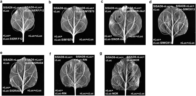 Tomato ripening regulator SlSAD8 disturbs nuclear gene transcription ...