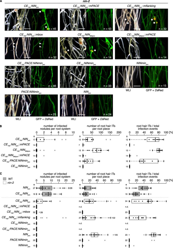 A novel cis-element enabled bacterial uptake by plant cells | Nature Plants