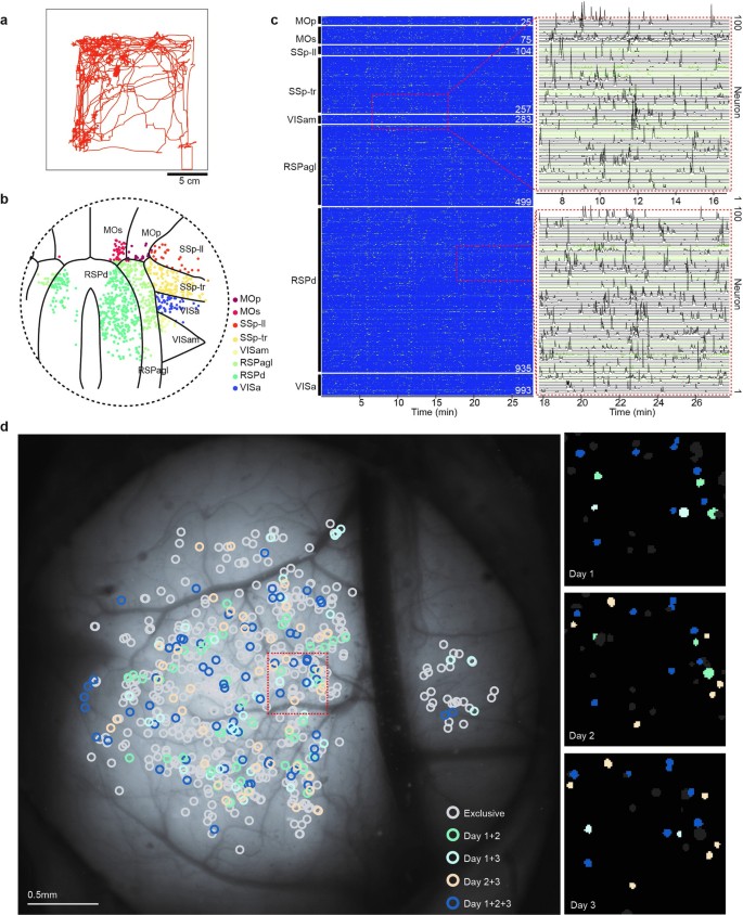 A miniaturized mesoscope for the large-scale single-neuron-resolved imaging of neuronal activity ...