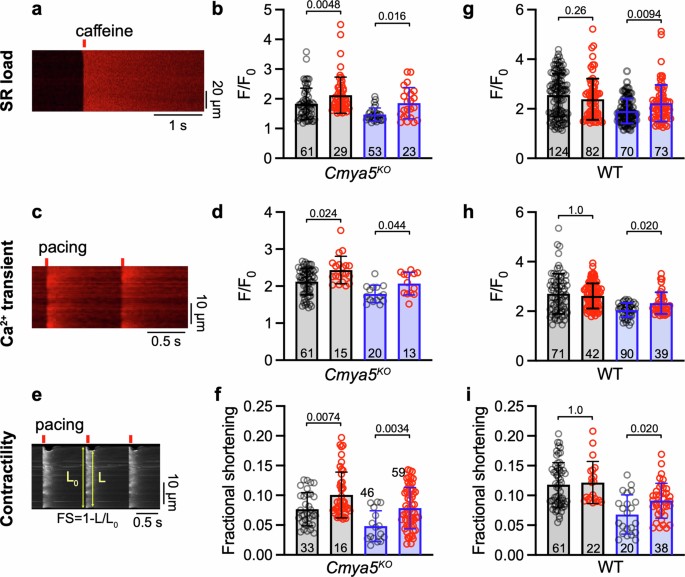 Virally delivered CMYA5 enhances the assembly of cardiac dyads | Nature ...