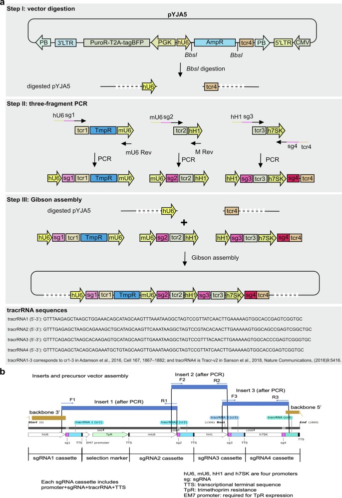 Arrayed CRISPR libraries for the genome-wide activation, deletion and ...