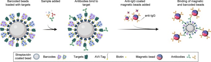 High-throughput multiplexed serology via the mass-spectrometric ...