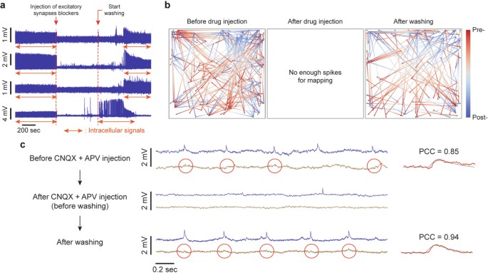 Synaptic connectivity mapping among thousands of neurons via ...