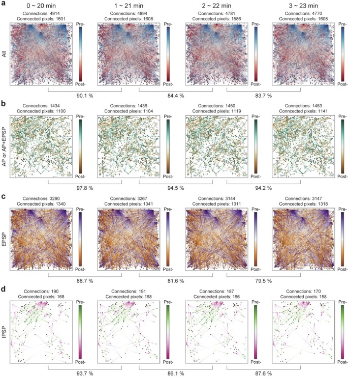 Synaptic connectivity mapping among thousands of neurons via ...