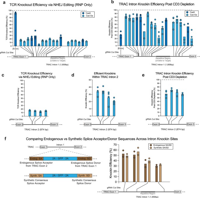 Non-viral intron knock-ins for targeted gene integration into human T ...
