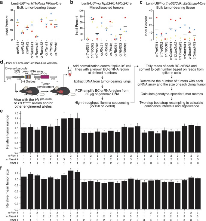 Efficient and multiplexed somatic genome editing with Cas12a mice ...