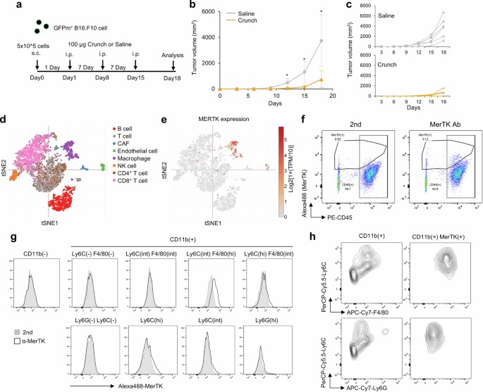 Phagocytic clearance of targeted cells with a synthetic ligand | Nature ...