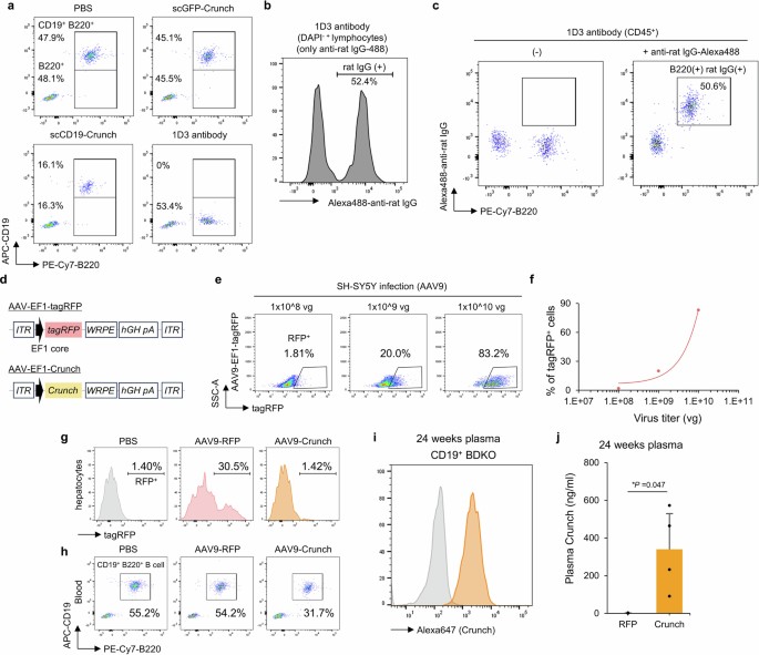 Phagocytic clearance of targeted cells with a synthetic ligand | Nature ...