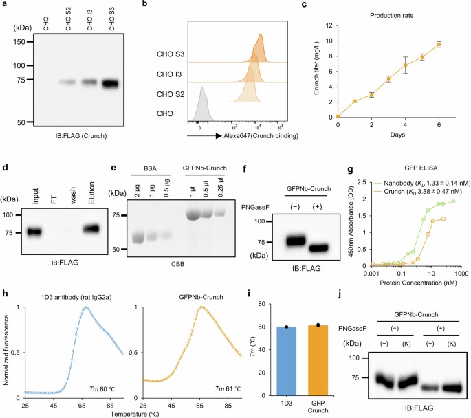 Phagocytic clearance of targeted cells with a synthetic ligand | Nature ...