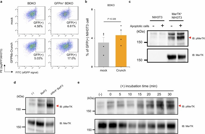 Phagocytic clearance of targeted cells with a synthetic ligand | Nature ...
