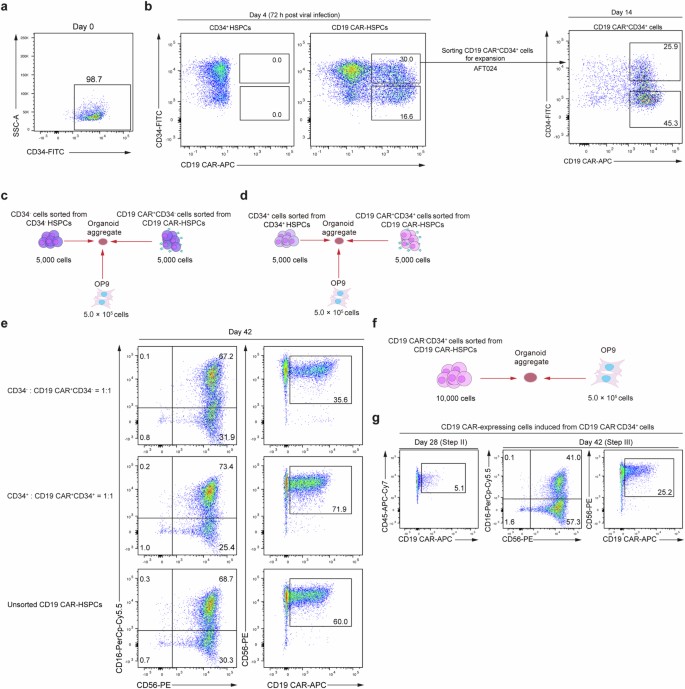 Large-scale generation of iNK and CAR-iNK cells from CD34 ...