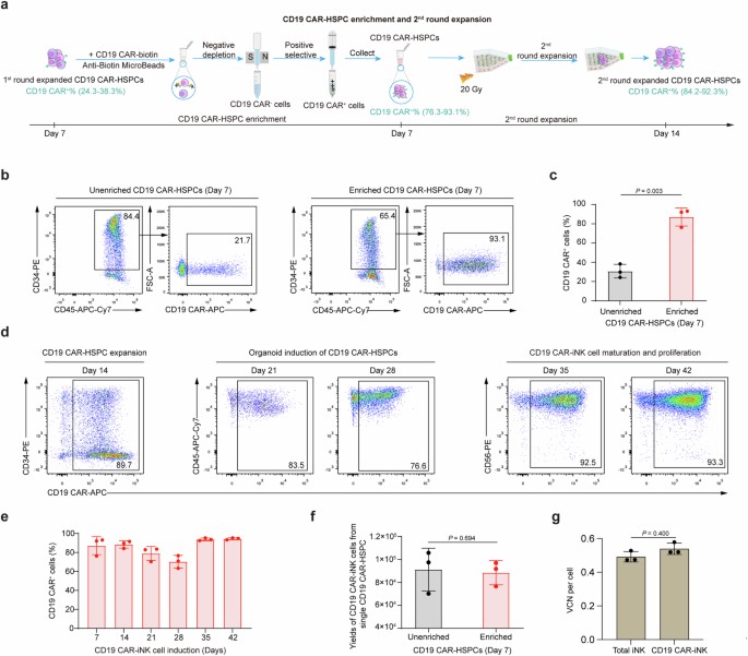 Large-scale generation of iNK and CAR-iNK cells from CD34 ...