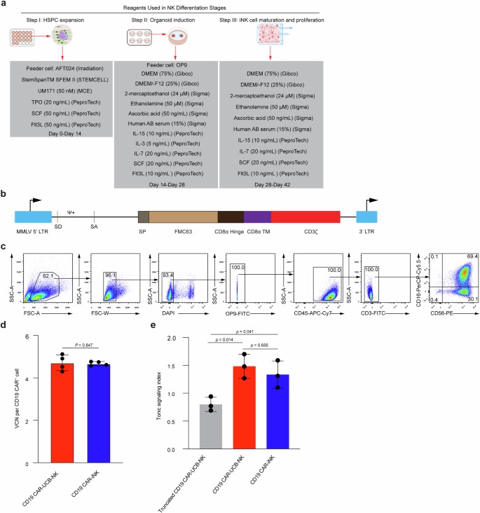 Large-scale generation of iNK and CAR-iNK cells from CD34 ...