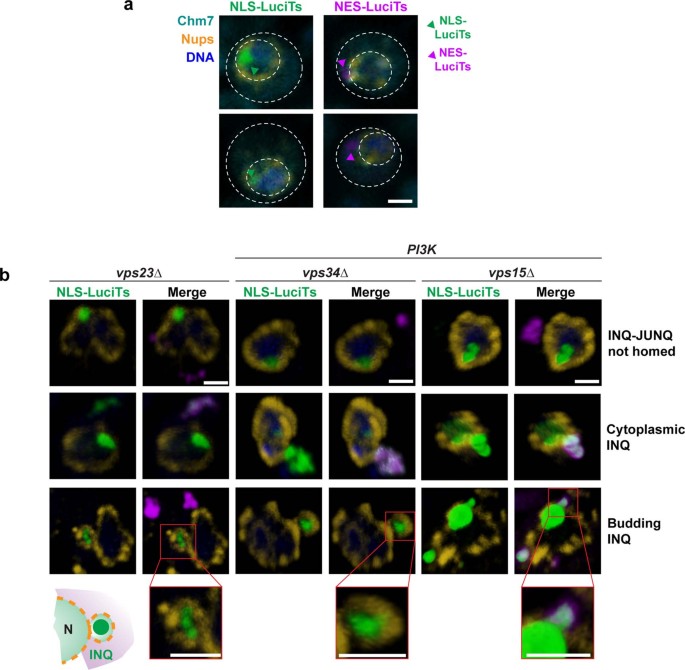 Nuclear and cytoplasmic spatial protein quality control is coordinated ...