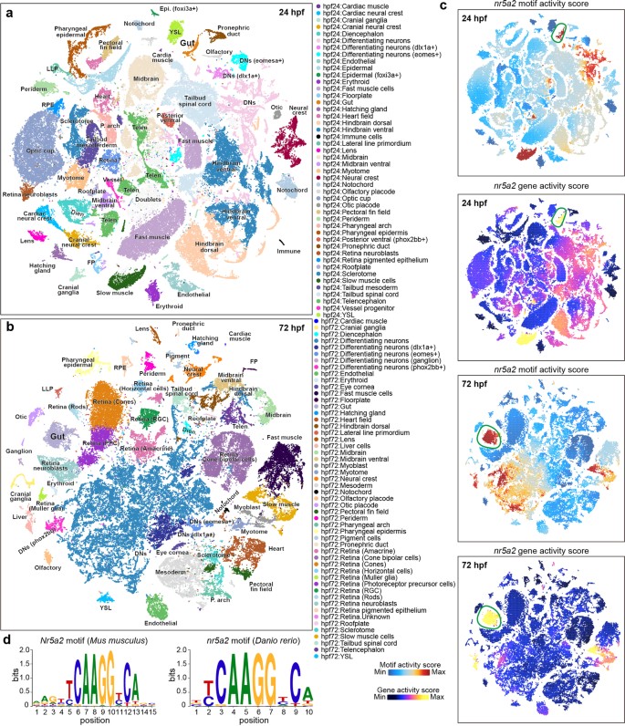 A single-cell atlas of chromatin accessibility in mouse organogenesis ...