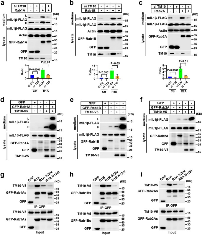 A dual role of ERGIC-localized Rabs in TMED10-mediated unconventional ...