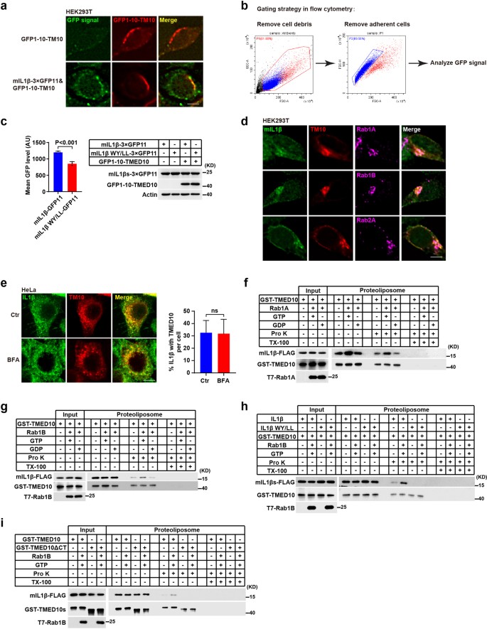 A dual role of ERGIC-localized Rabs in TMED10-mediated unconventional ...