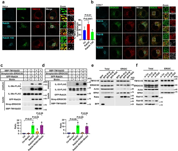 A dual role of ERGIC-localized Rabs in TMED10-mediated unconventional ...