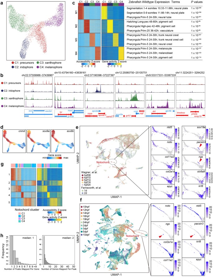Mapping the chromatin accessibility landscape of zebrafish embryogenesis at single-cell ...
