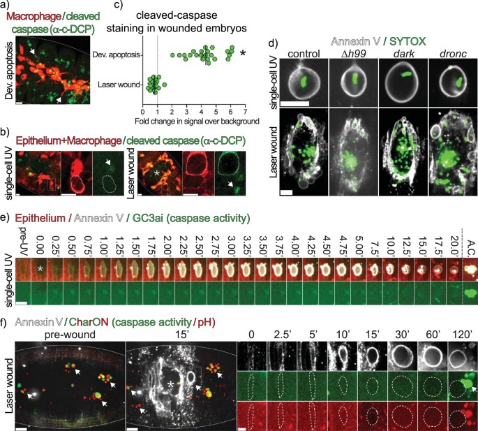Ferroptosis-like cell death promotes and prolongs inflammation in ...