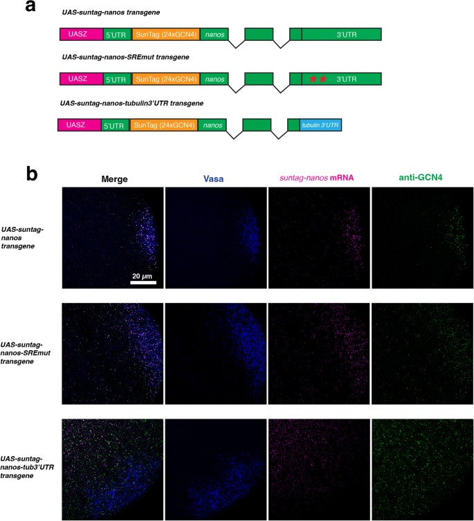 Direct observation of translational activation by a ribonucleoprotein ...