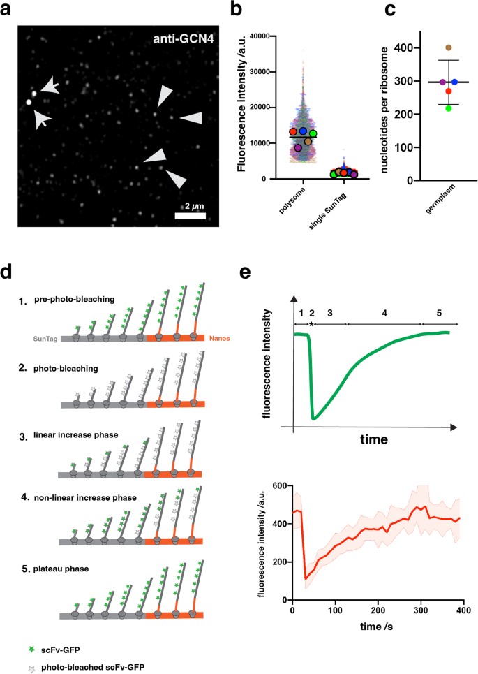Direct observation of translational activation by a ribonucleoprotein ...