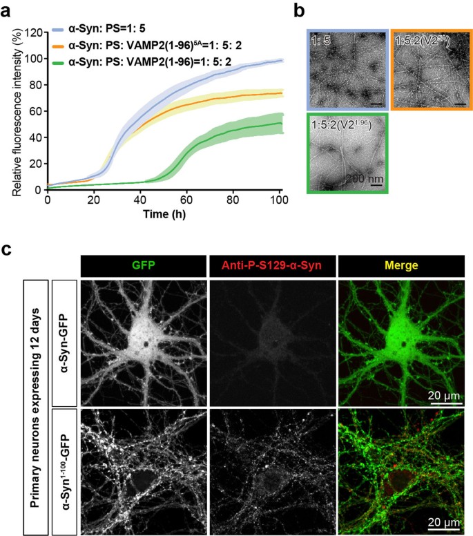 VAMP2 chaperones α-synuclein in synaptic vesicle co-condensates ...