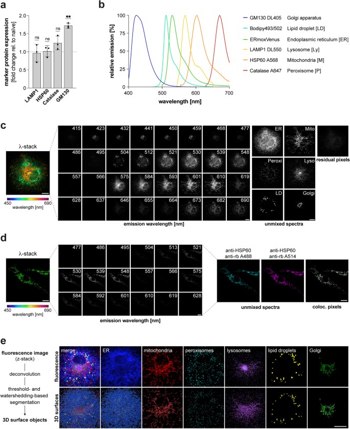 Functional multi-organelle units control inflammatory lipid metabolism ...