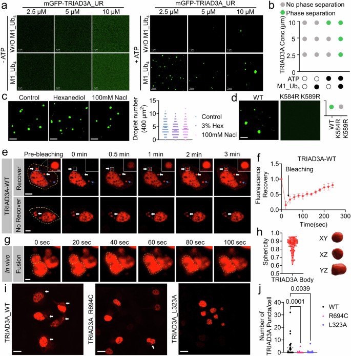 The autophagy adaptor TRIAD3A promotes tau fibrillation by nested phase ...