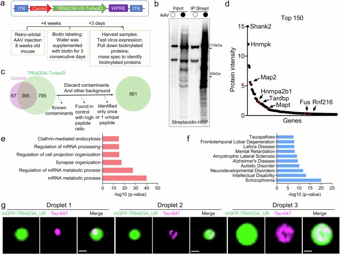 The autophagy adaptor TRIAD3A promotes tau fibrillation by nested phase ...