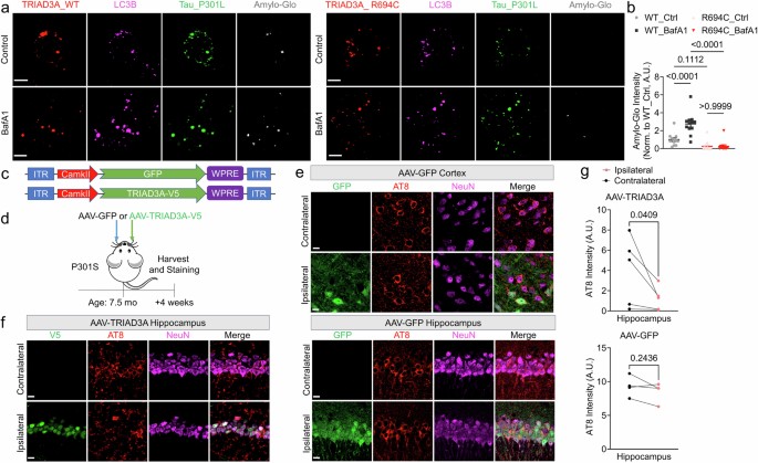 The autophagy adaptor TRIAD3A promotes tau fibrillation by nested phase ...