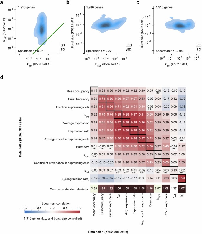 Single-cell new RNA sequencing reveals principles of transcription at ...