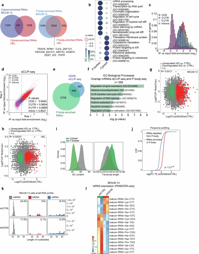 RNA sequestration in P-bodies sustains myeloid leukaemia | Nature Cell ...