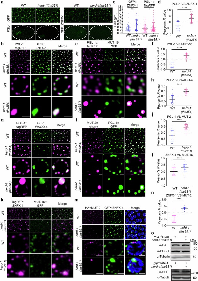HERD-1 mediates multiphase condensate immiscibility to regulate small ...