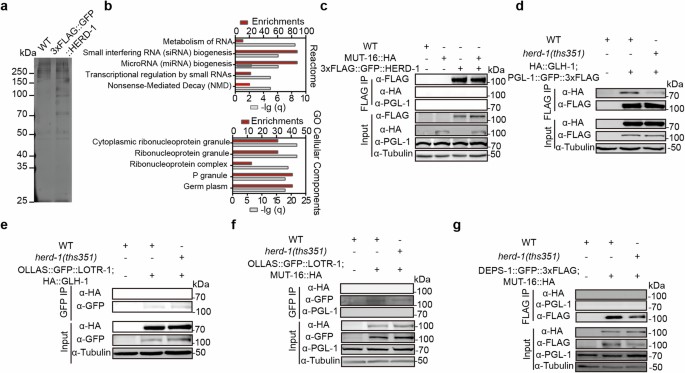 HERD-1 mediates multiphase condensate immiscibility to regulate small ...