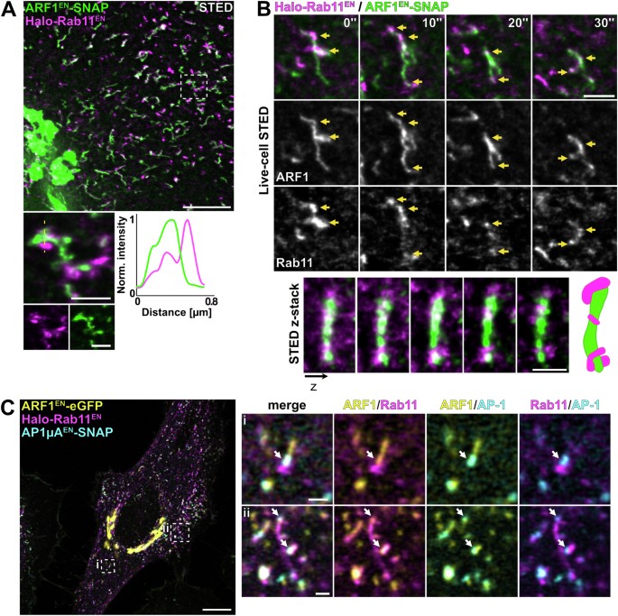 ARF1 compartments direct cargo flow via maturation into recycling ...