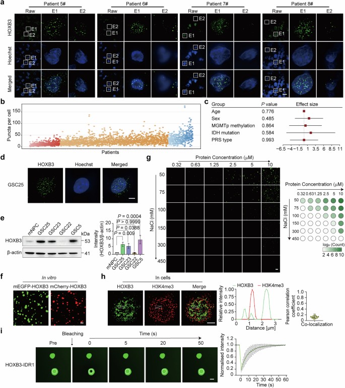 Defining heterogeneity in core regulatory circuitry reveals HOXB3 ...