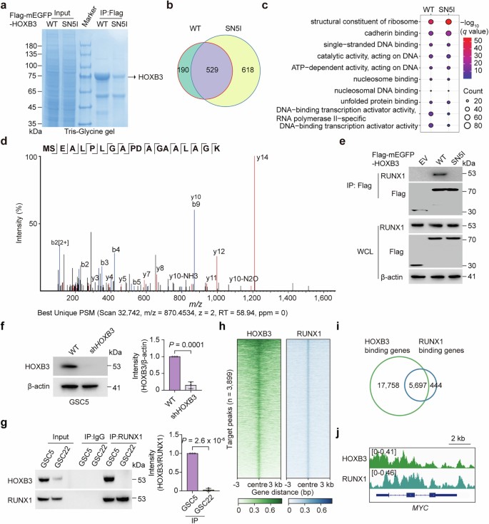 Defining heterogeneity in core regulatory circuitry reveals HOXB3 ...