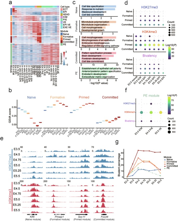 Remodelling bivalent chromatin is essential for mouse peri-implantation ...