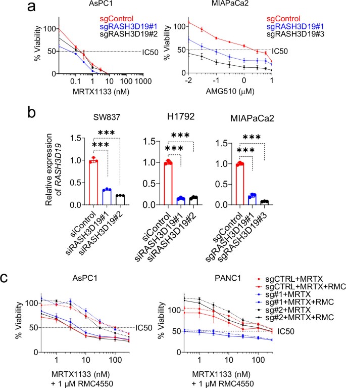 RASH3D19 mediates RAS activation through a positive feedback loop in ...