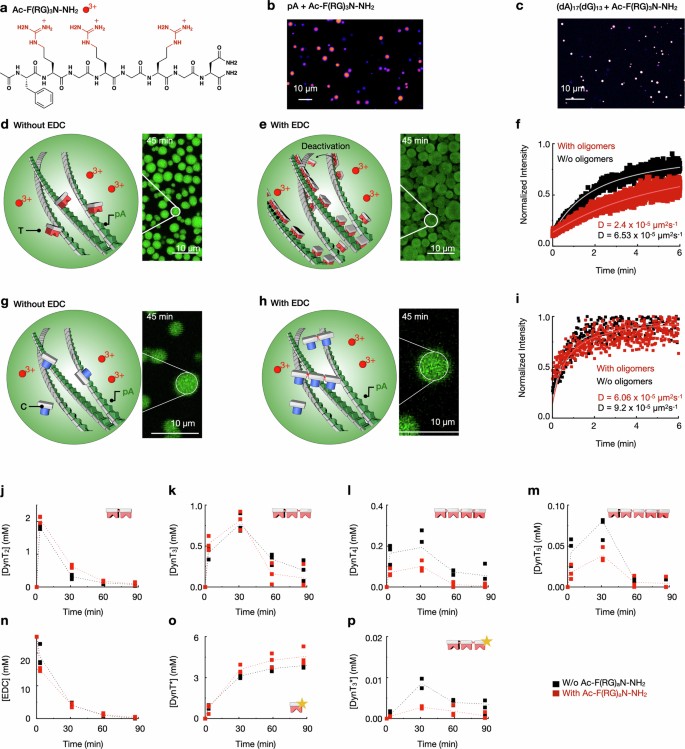 Template-based copying in chemically fuelled dynamic combinatorial ...