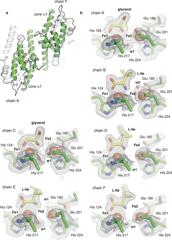 Azetidine amino acid biosynthesis by non-haem iron-dependent enzymes ...